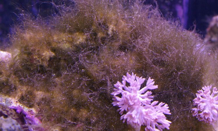 Nuisance Algae Identification and Removal Guide | REEF2REEF Saltwater and Reef Aquarium Forum